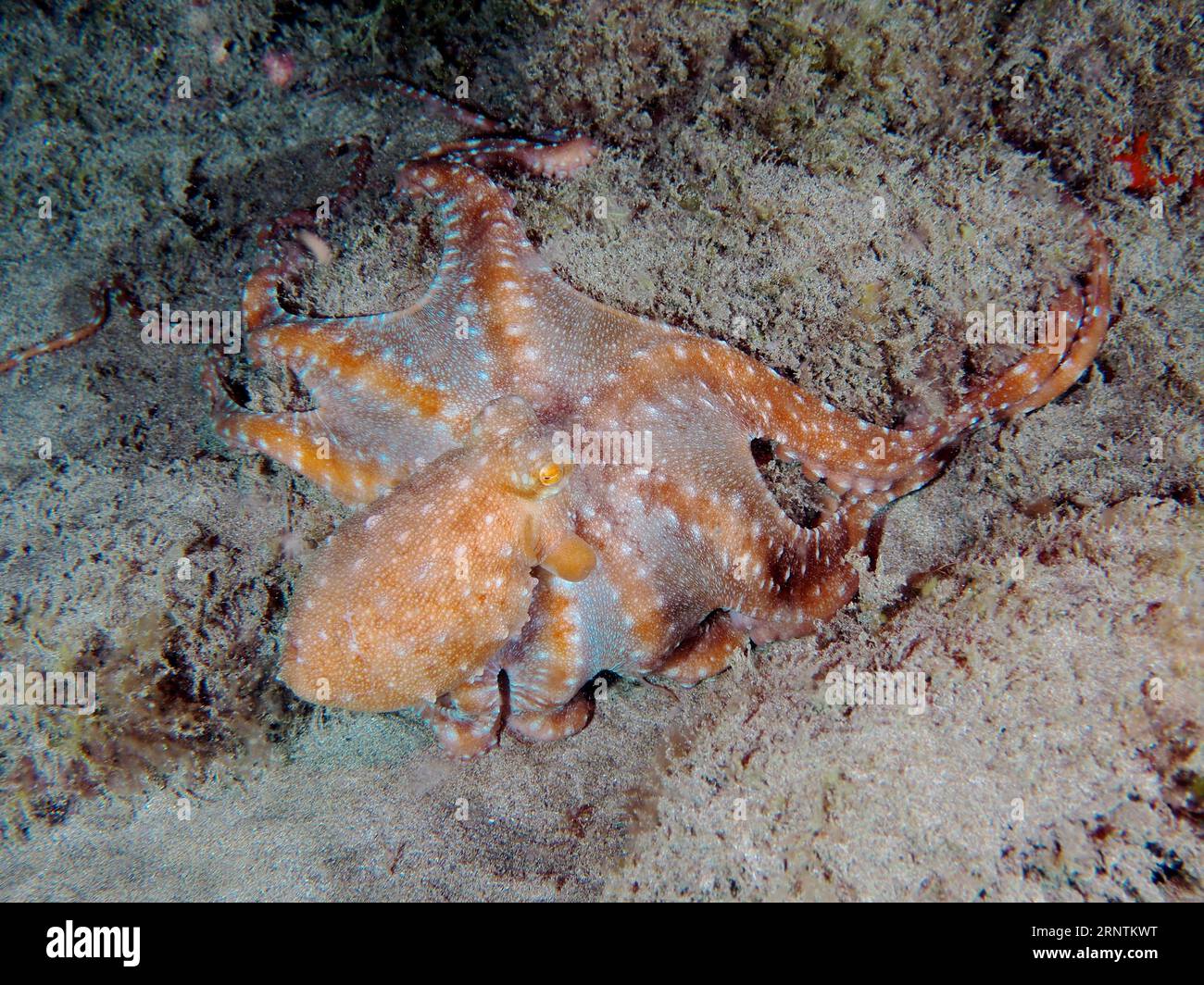 White spotted octopus (Callistoctopus Octopus macropus) at night. Dive ...