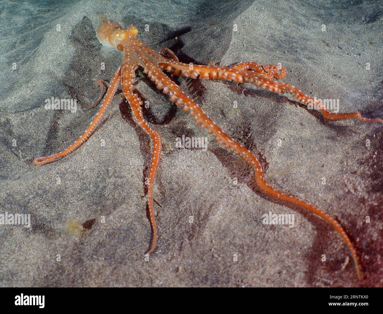 White spotted octopus (Callistoctopus Octopus macropus) at night. Dive ...