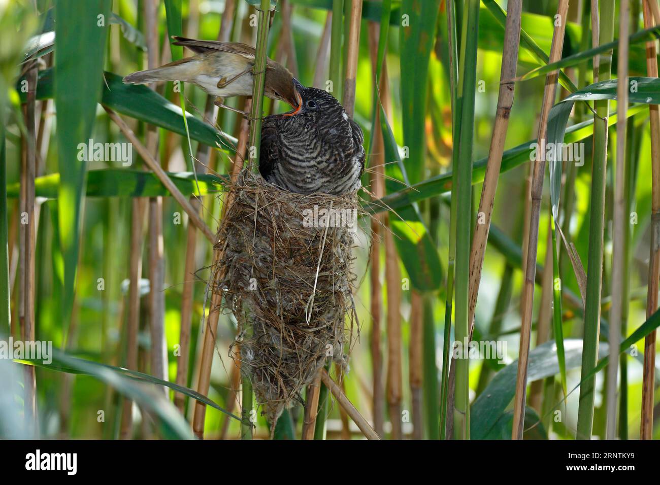 Common cuckoo (Cuculus canorus) being fed on the nest by the host bird ...