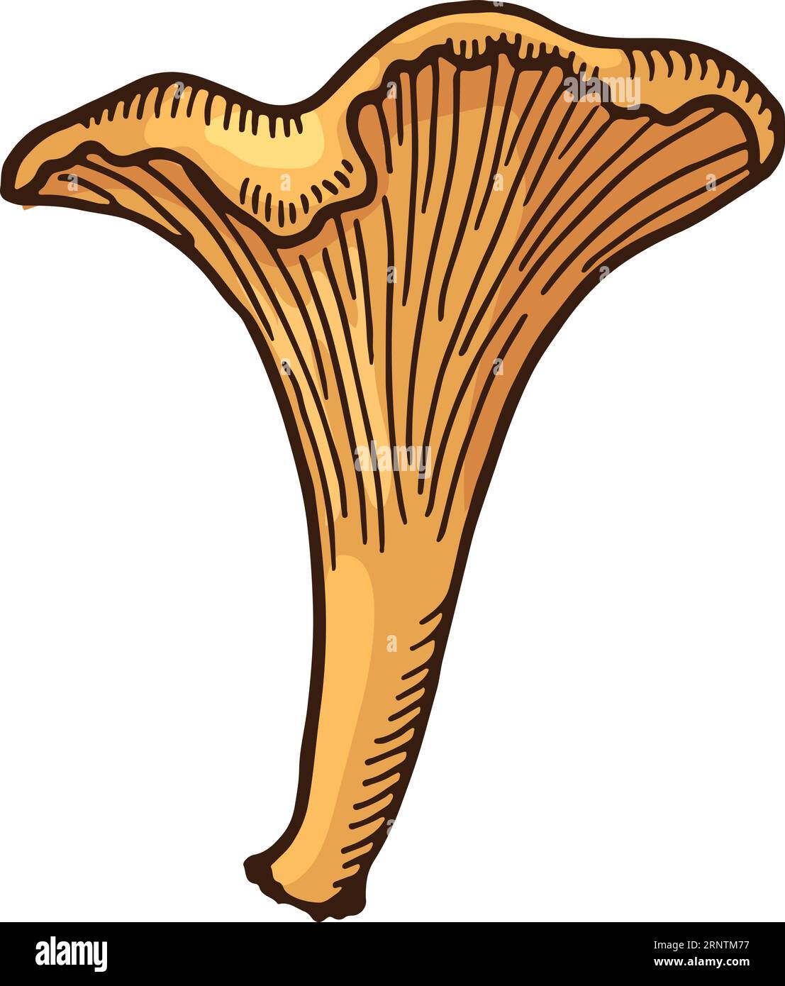 Edible chanterelles Stock Vector Images - Alamy