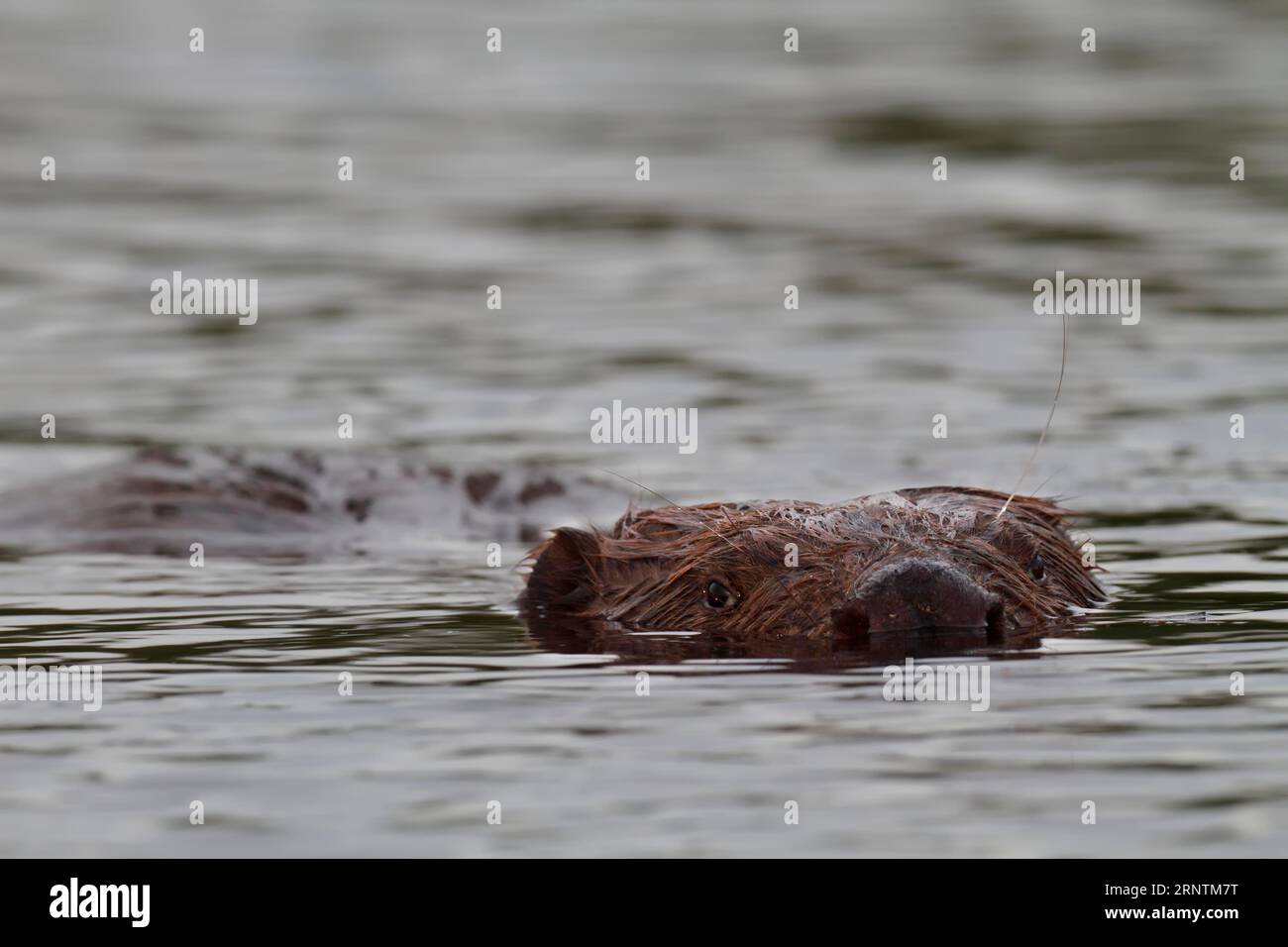 Beaver (Castor fiber), portrait of a swimming beaver, Peene Valley ...