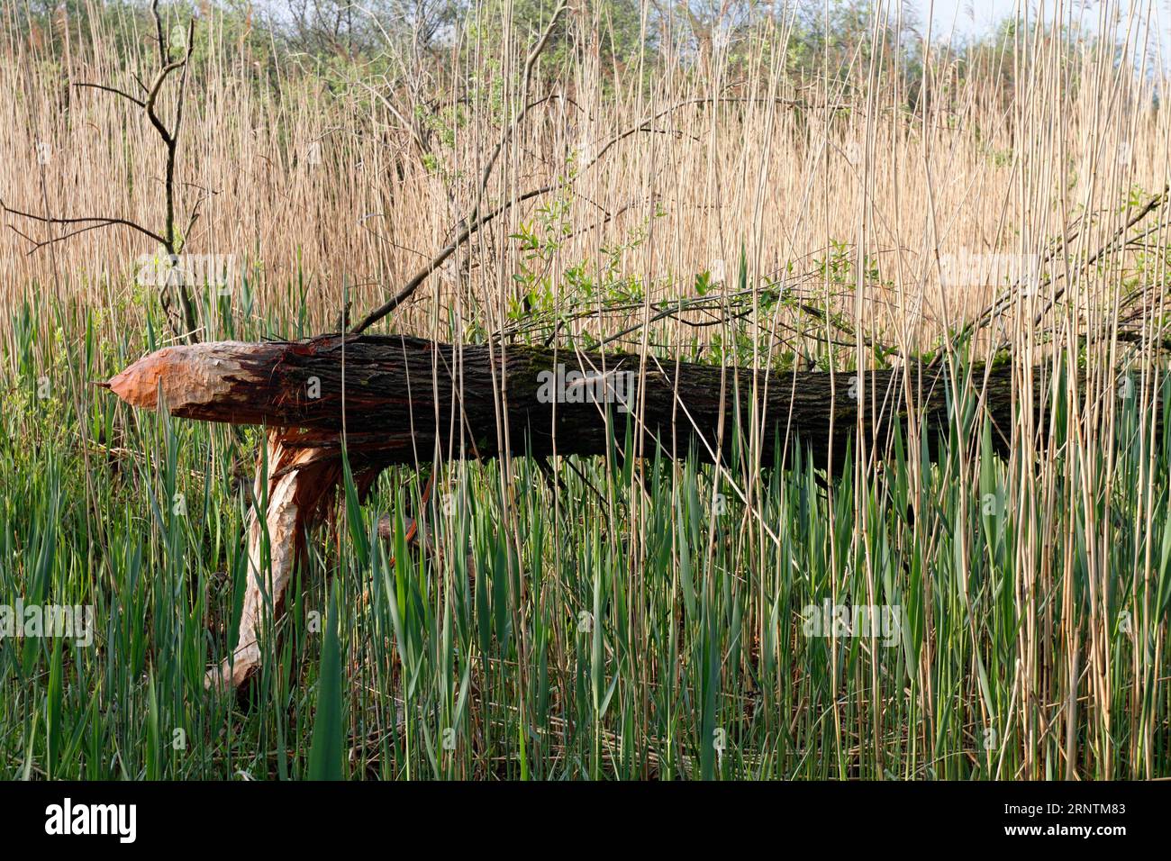 Beaver (Castor fiber), tree felled by beaver, beaver cut, Peene Valley ...