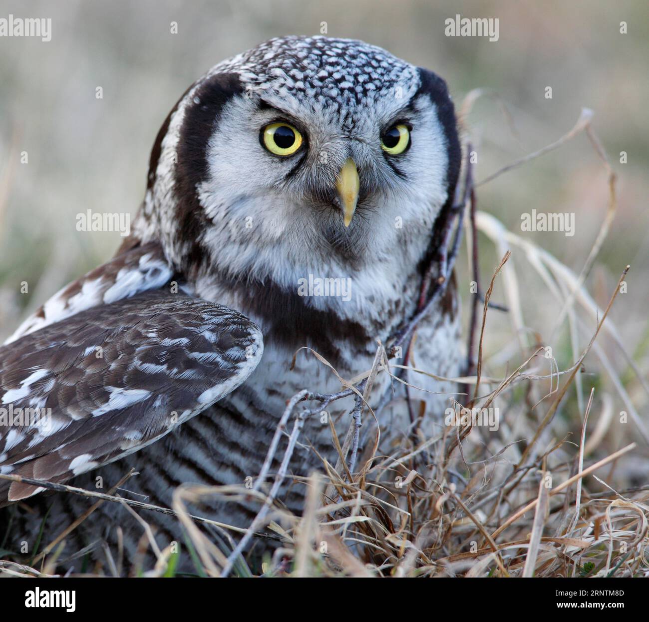 Northern hawk owl (Surnia ulula), half portrait, sitting on the ground, Harz National Park ...