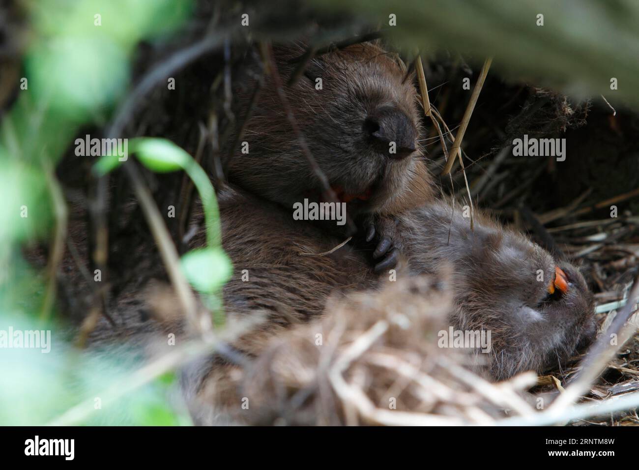 Beaver (Castor fiber), two beavers sleeping in their daytime hiding ...