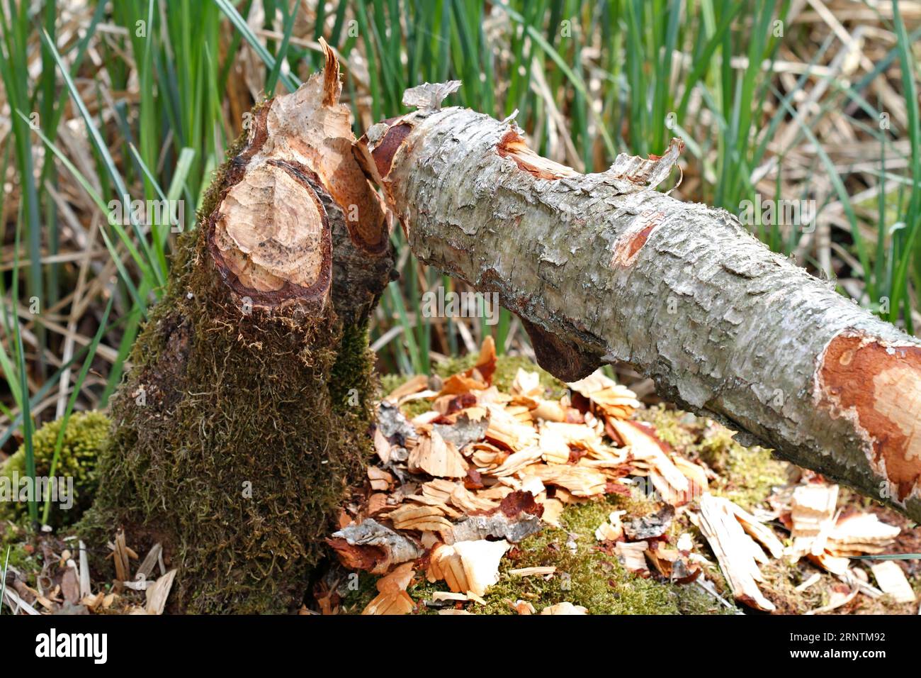 Beaver (Castor fiber), tree felled by beaver, beaver cut, Peene Valley ...