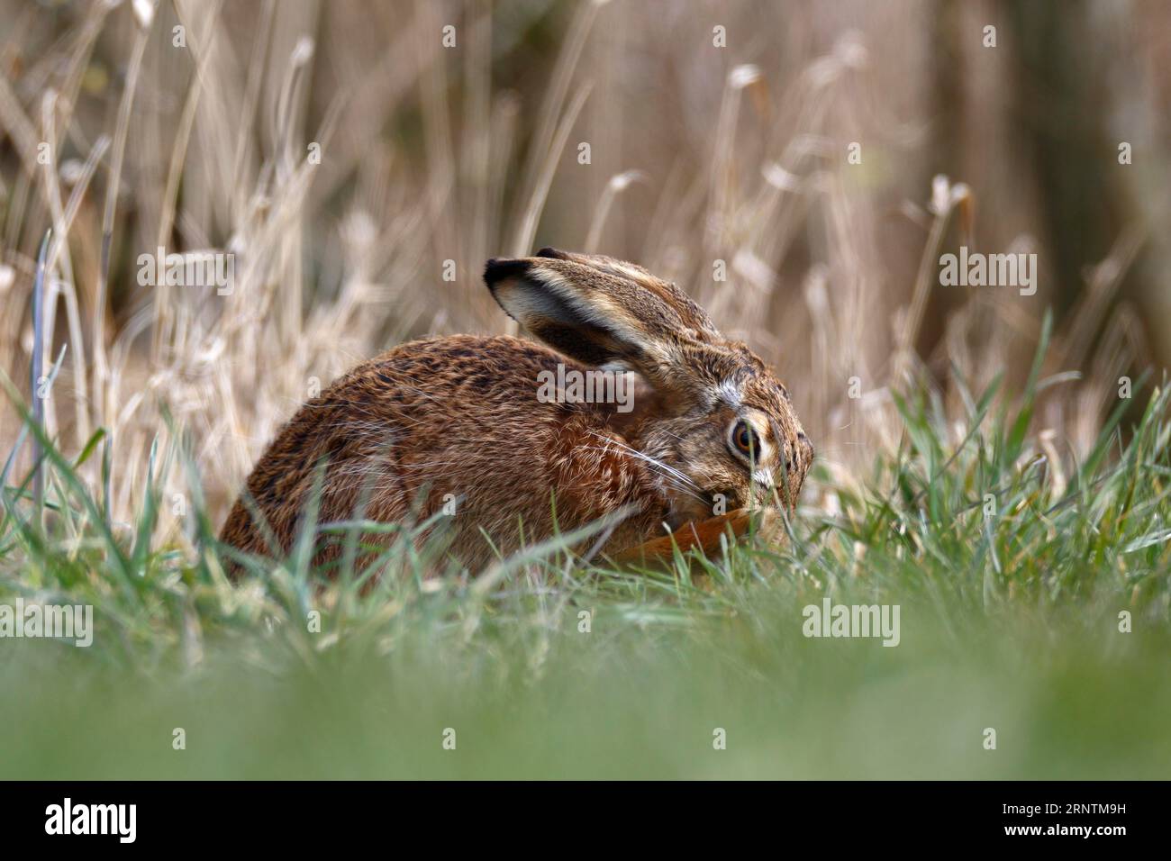 European hare (Lepus europaeus) feeding, Peene Valley River Landscape ...