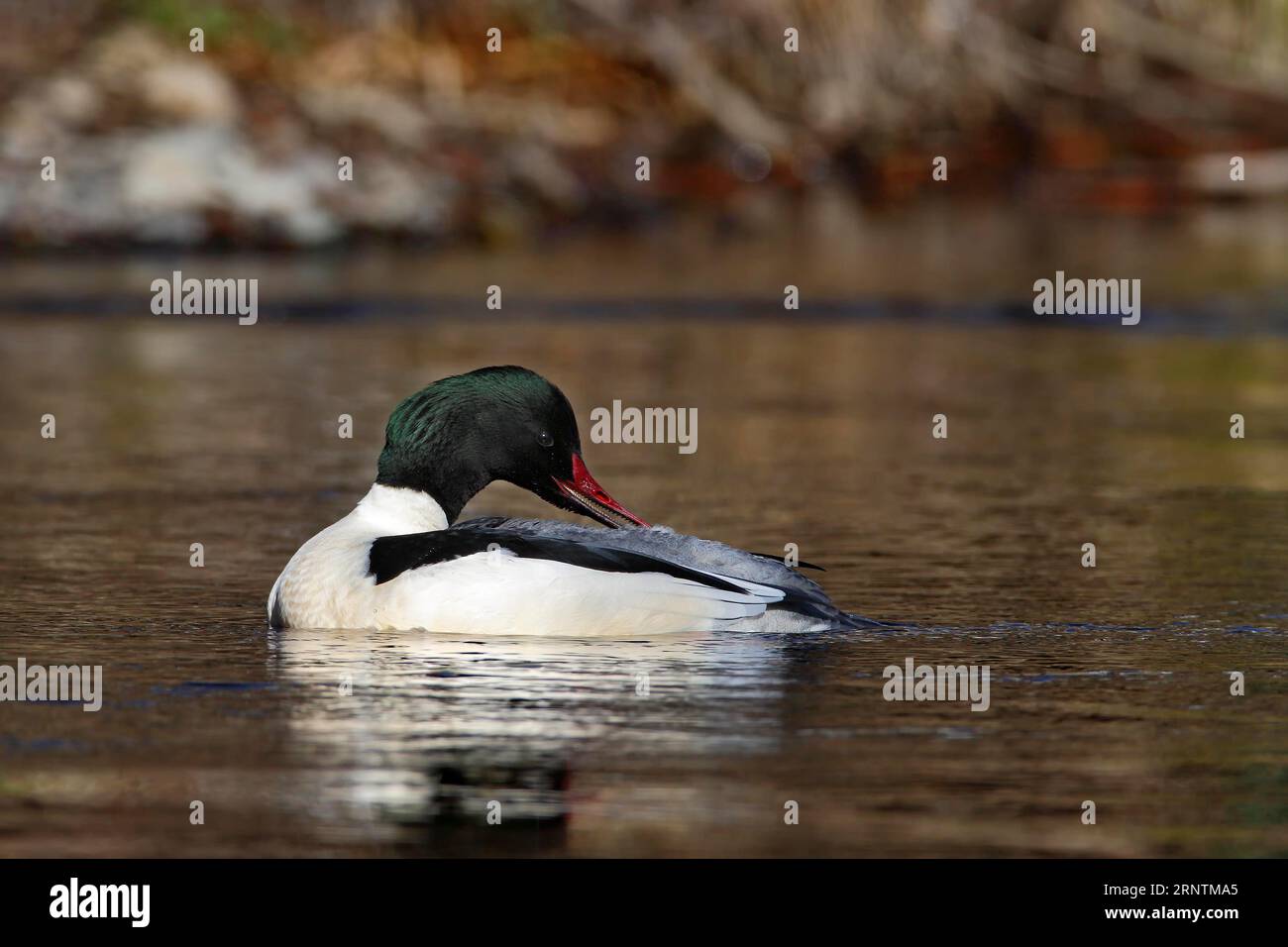 Common merganser (Mergus merganser), male individual grooming his ...