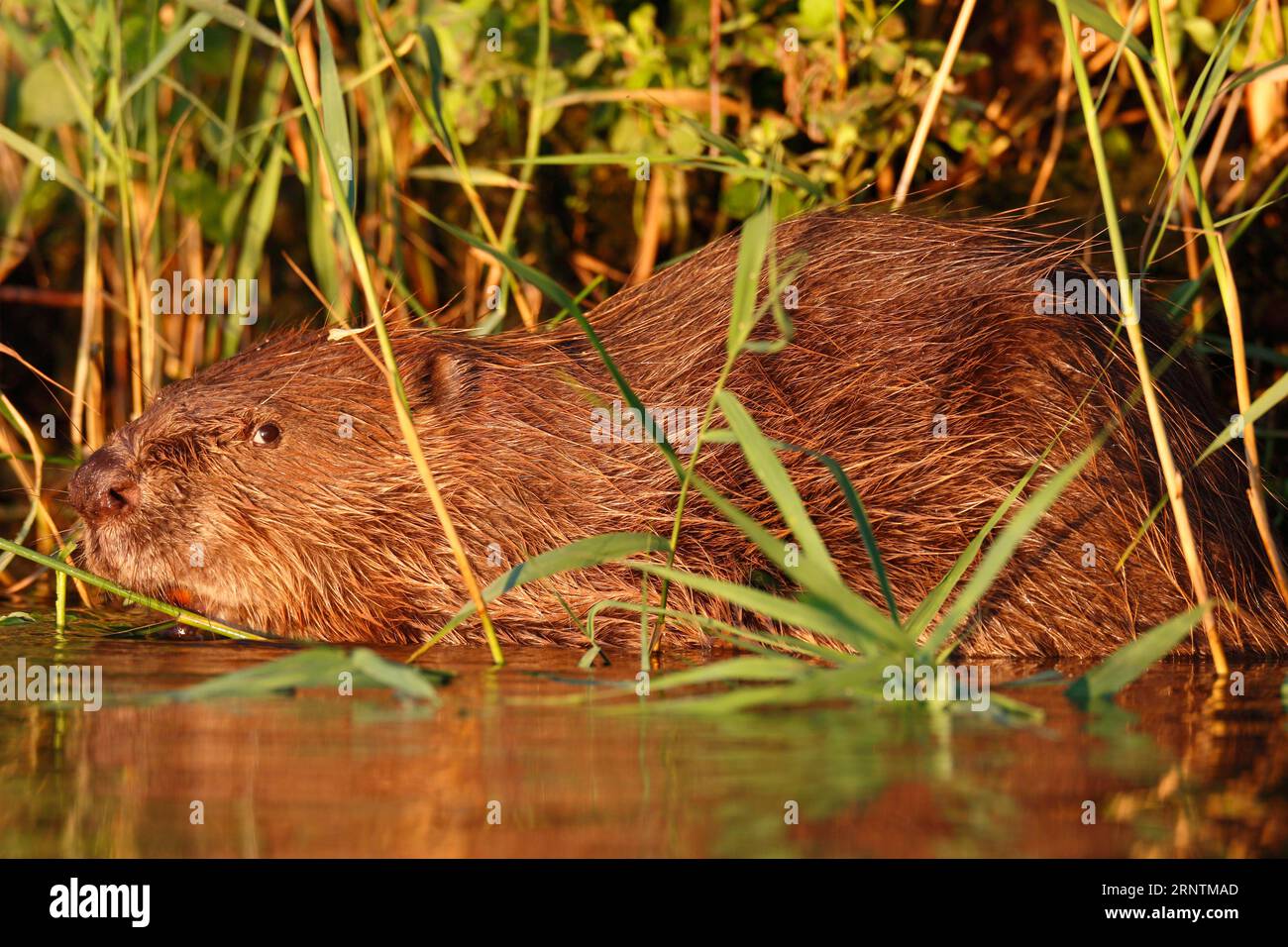Beaver (Castor fiber), feeding, Peene Valley River Landscape nature ...