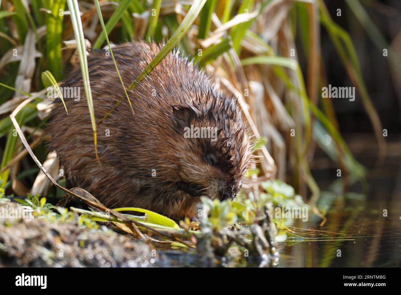 Muskrat (Ondatra zibethicus) feeding, Peene Valley River Landscape ...