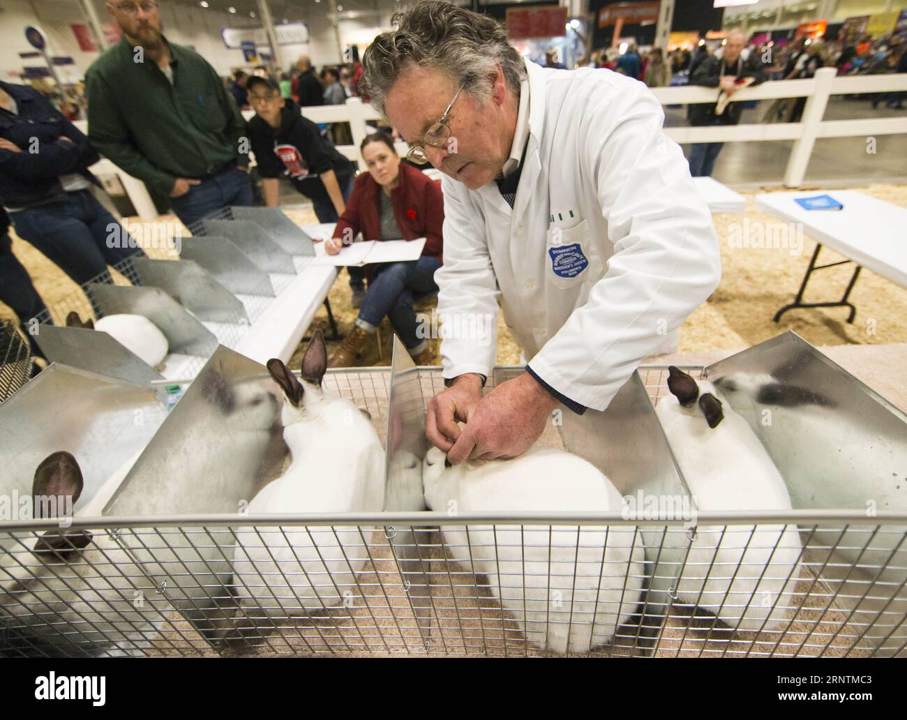 (171113) -- TORONTO, Nov. 13, 2017 -- A judge checks a rabbit during ...