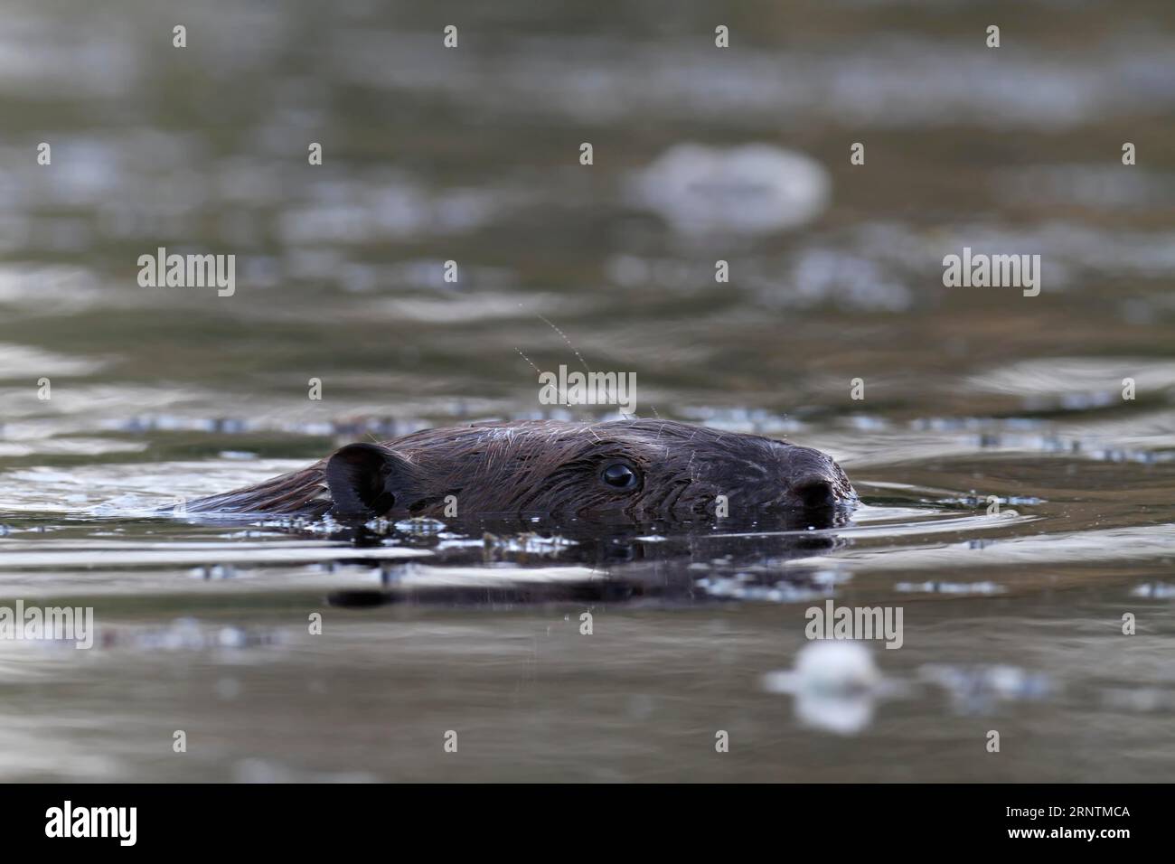 Beaver (Castor fiber), portrait of a swimming beaver, Peene Valley ...