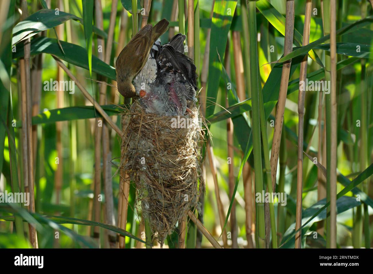 Common cuckoo (Cuculus canorus) hands over a ball of faeces to host ...