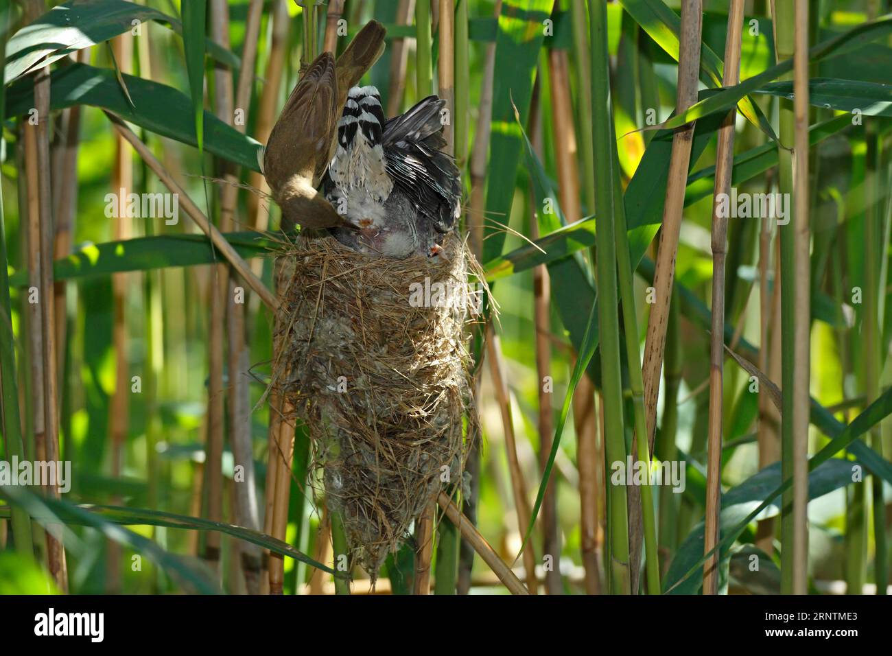 Common cuckoo (Cuculus canorus) hands over a ball of faeces to host ...