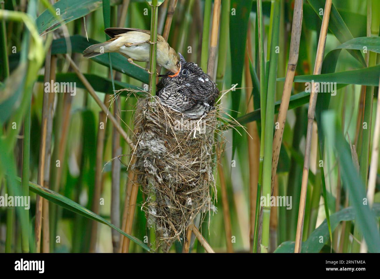 Common cuckoo (Cuculus canorus) being fed on the nest by the host bird ...