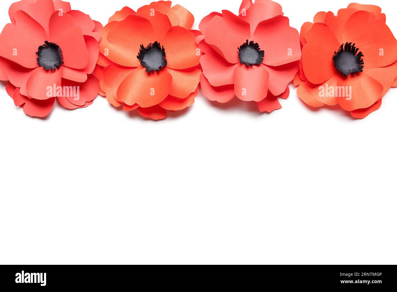 Red poppy flowers isolated on white background. Remembrance Day in ...