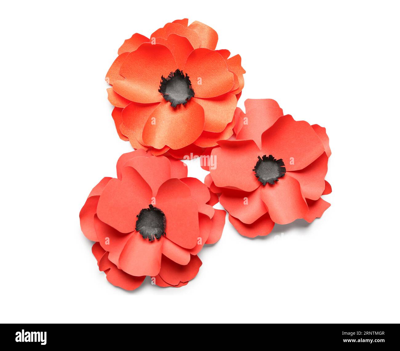 Red poppy flowers isolated on white background. Remembrance Day in ...