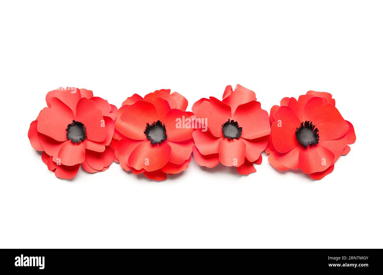 Red poppy flowers isolated on white background. Remembrance Day in ...