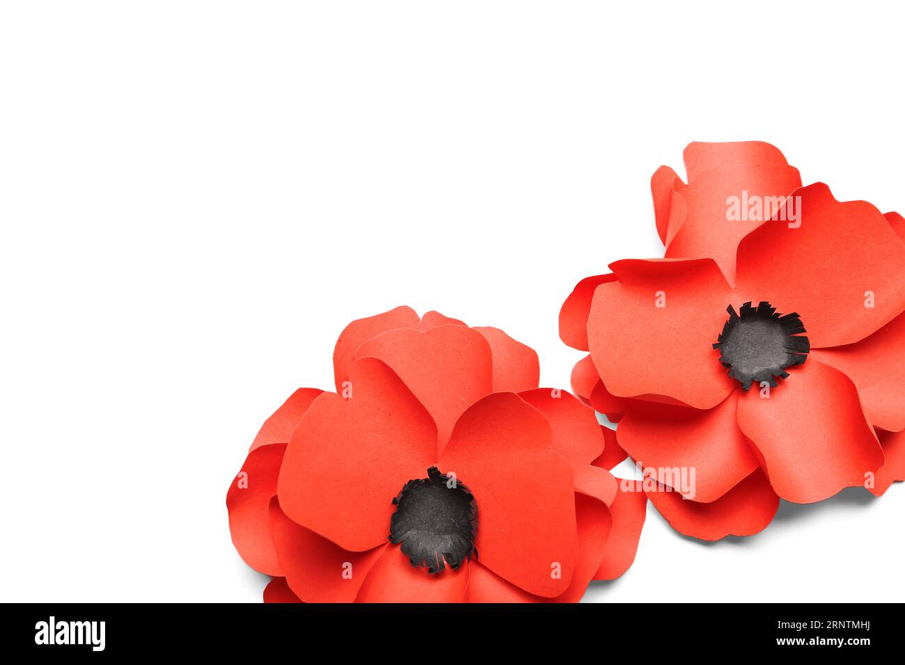 Red poppy flowers isolated on white background. Remembrance Day in ...