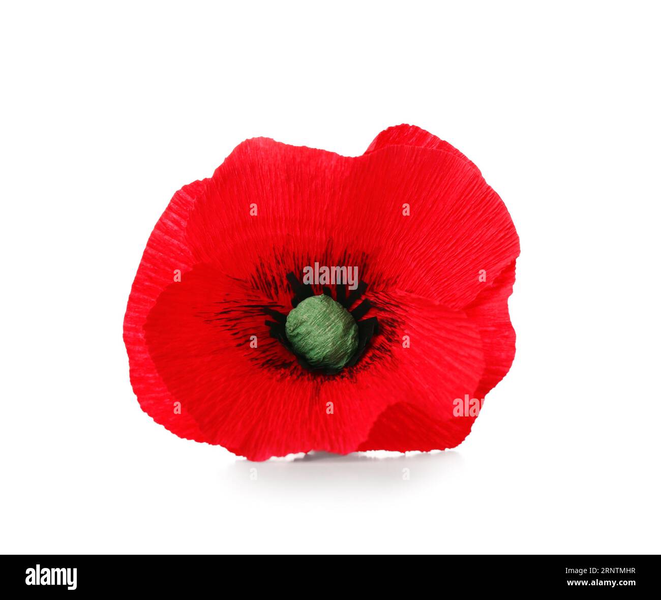 Red poppy flower isolated on white background. Remembrance Day in ...