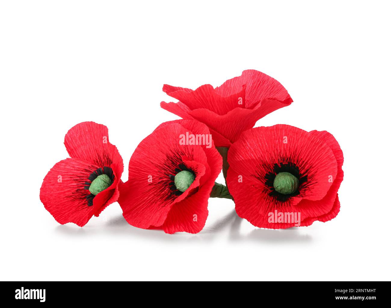 Red poppy flowers isolated on white background. Remembrance Day in ...