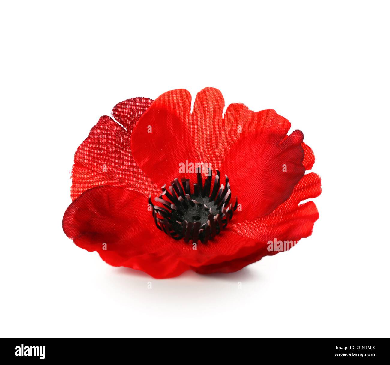 Red poppy flower isolated on white background. Remembrance Day in ...