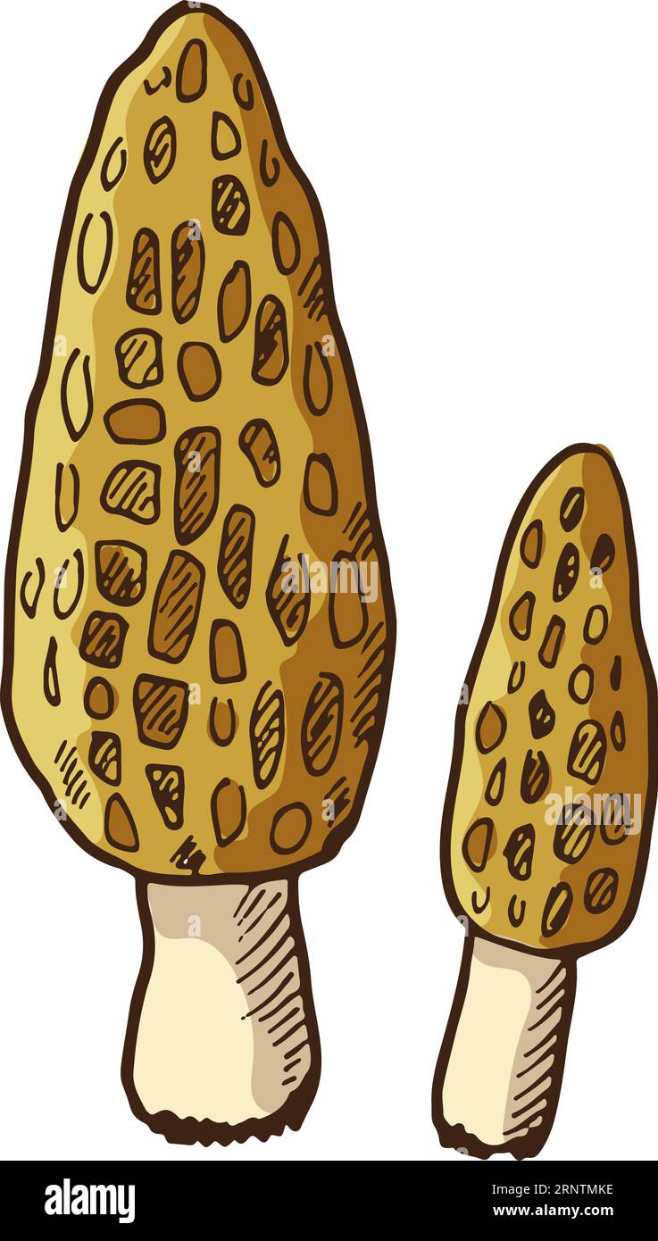 Morel color icon. Hand drawn forest mushroom Stock Vector Image & Art ...
