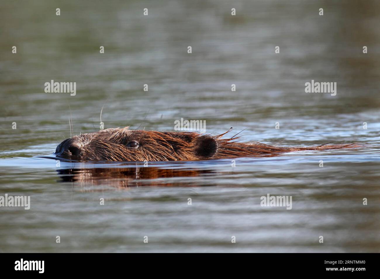 Beaver (Castor fiber), portrait of a swimming beaver, Peene Valley ...