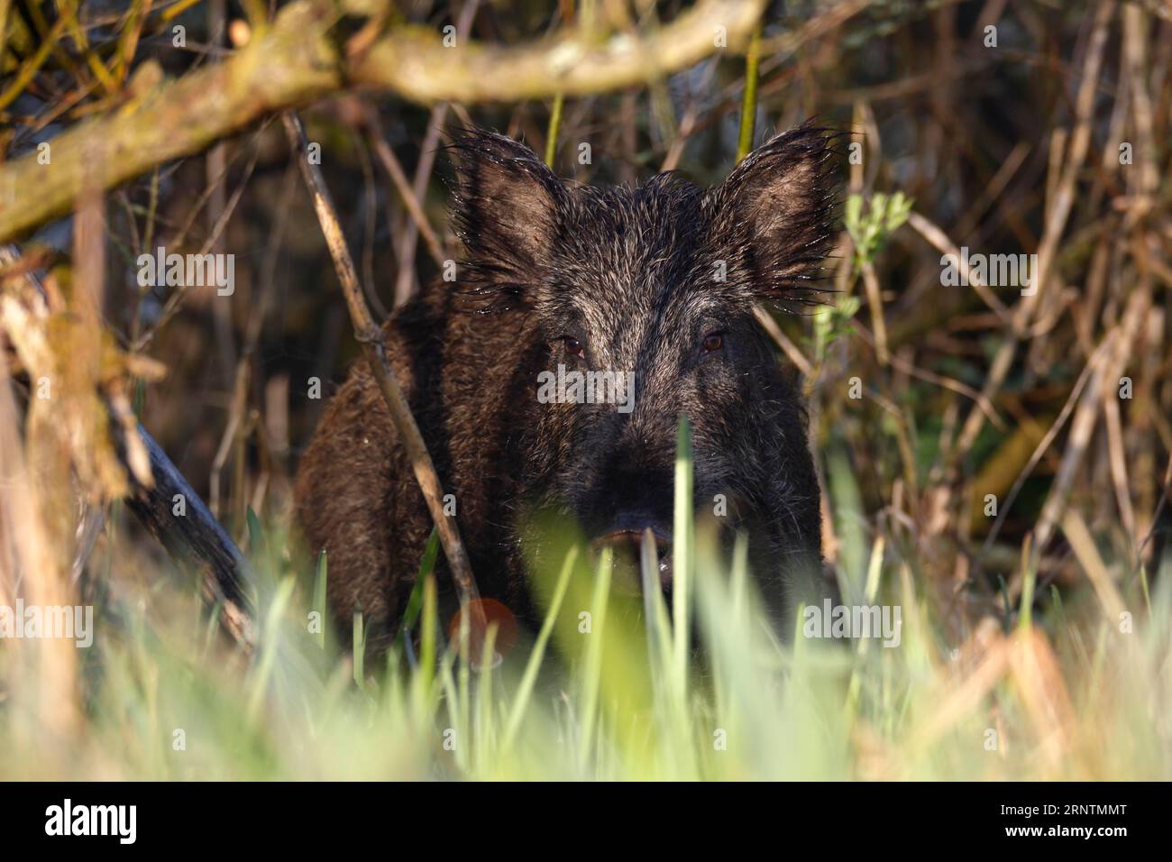 Wild boar (Sus scrofa), frontal view of boar, Peene Valley River ...