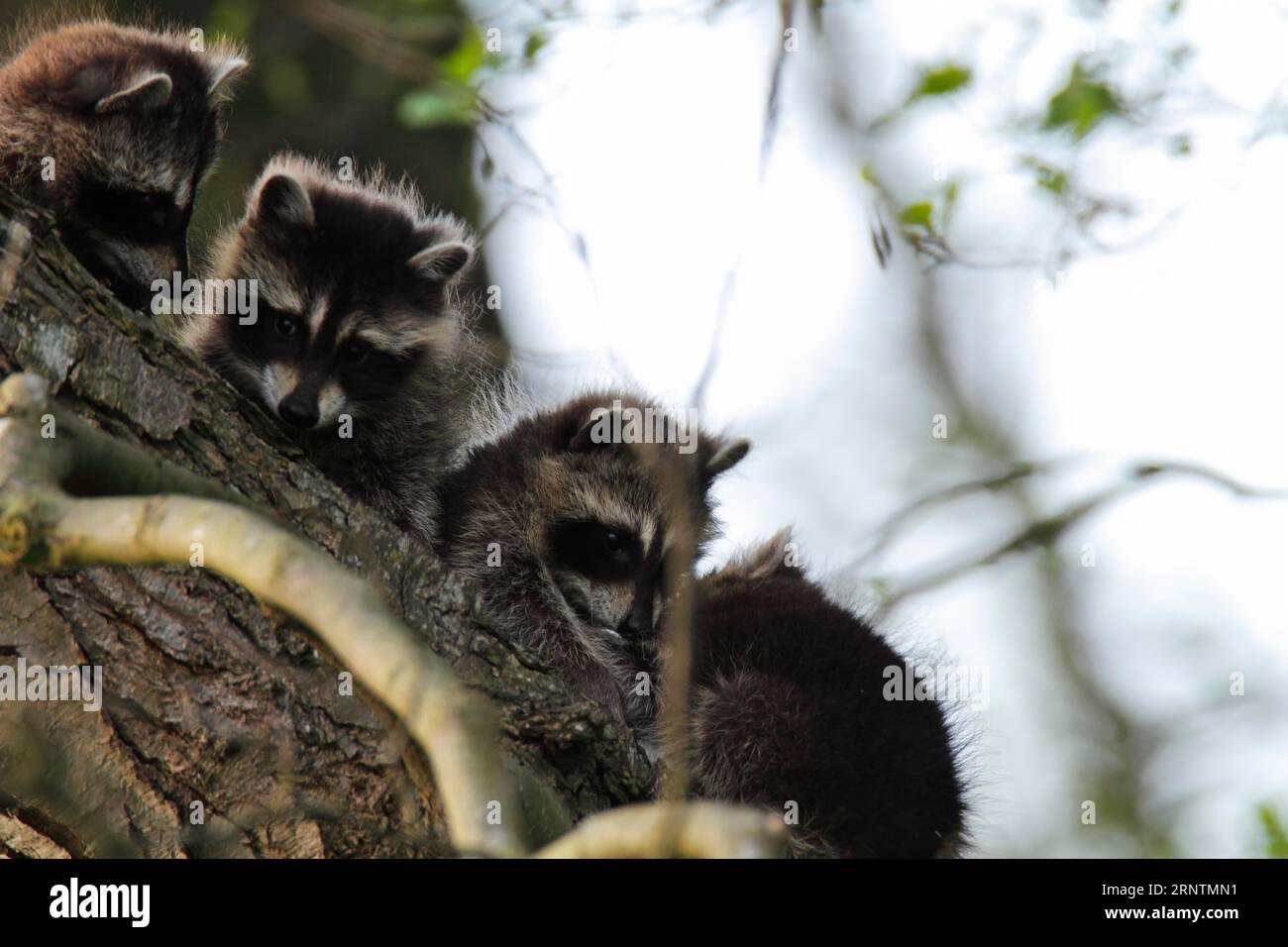 Raccoon (Procyon lotor), young animals in a tree, Peene Valley River ...