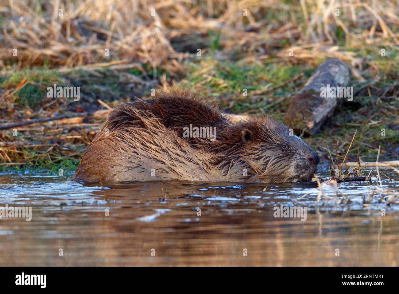 Beaver (Castor fiber), feeding, Peene Valley River Landscape nature ...