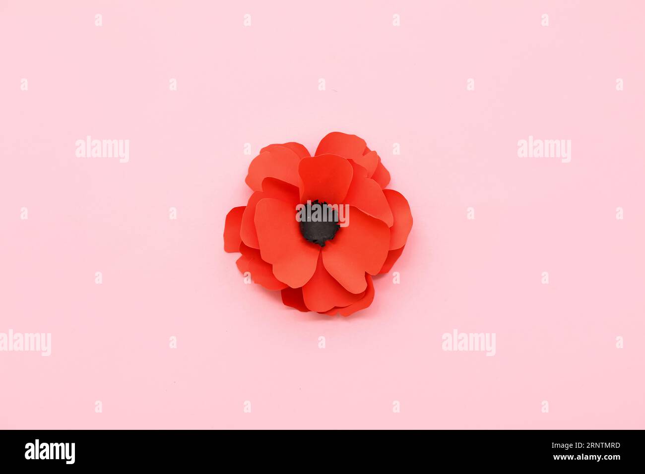Red poppy flower on pink background. Remembrance Day in Canada Stock ...