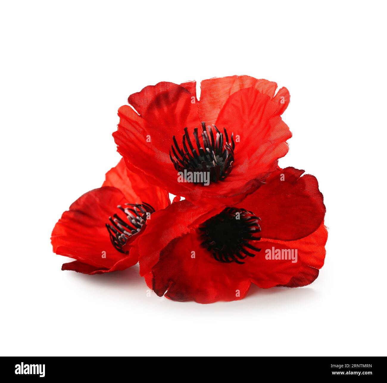 Red poppy flowers isolated on white background. Remembrance Day in ...