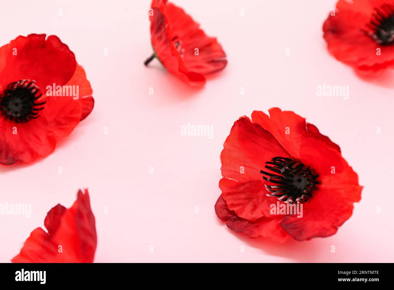 Red poppy flowers on pink background. Remembrance Day in Canada Stock ...