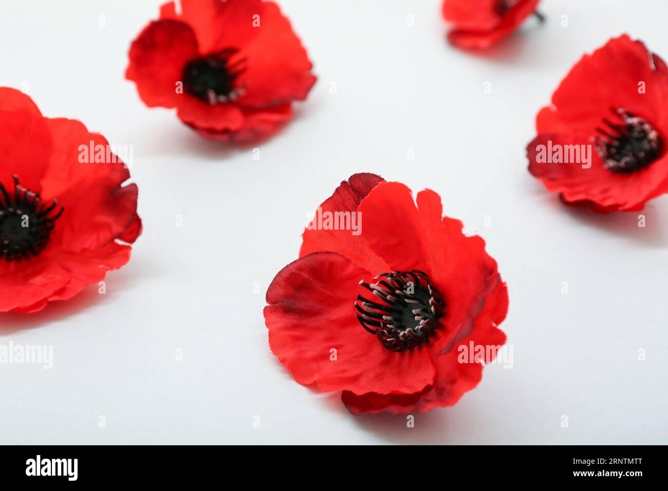 Red poppy flowers on grey background. Remembrance Day in Canada Stock ...