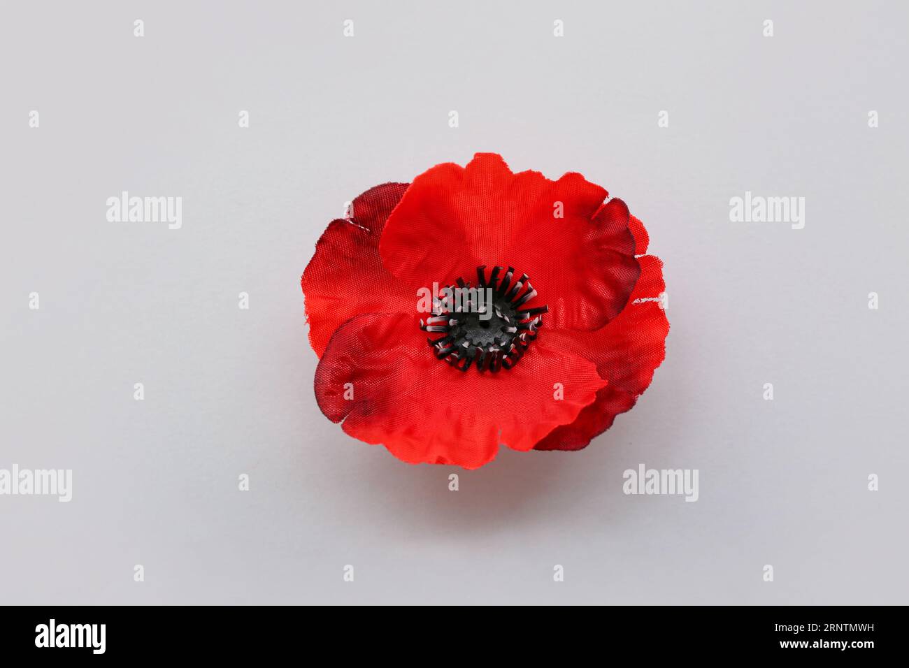 Red poppy flower on grey background. Remembrance Day in Canada Stock ...