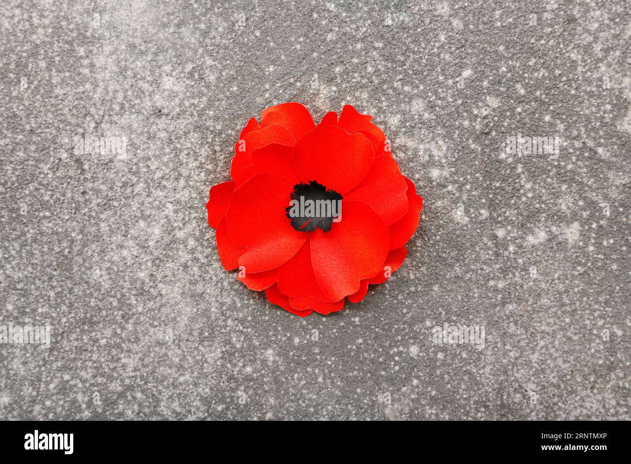 Red poppy flower on grunge grey background. Remembrance Day in Canada ...