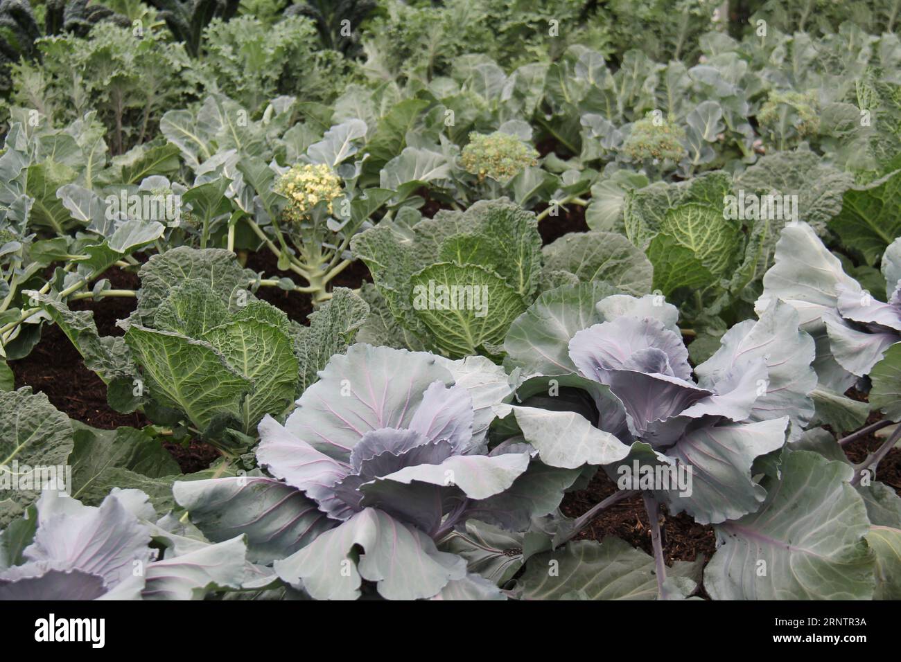 A Selection of Cabbage Varieties in a Vegetable Garden Stock Photo - Alamy
