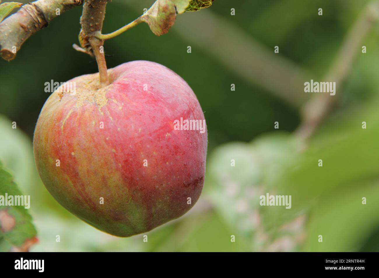 Apple growing on tree single apple hi-res stock photography and images ...