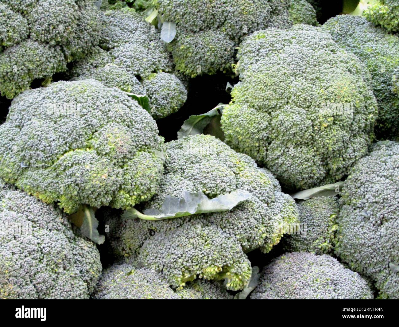 Broccoli heads hi-res stock photography and images - Alamy