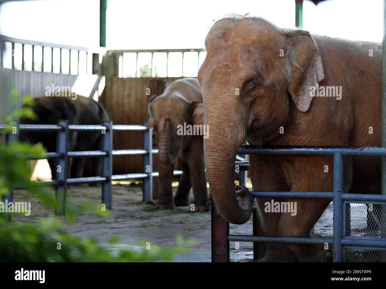 White elephant myanmar hi-res stock photography and images - Alamy