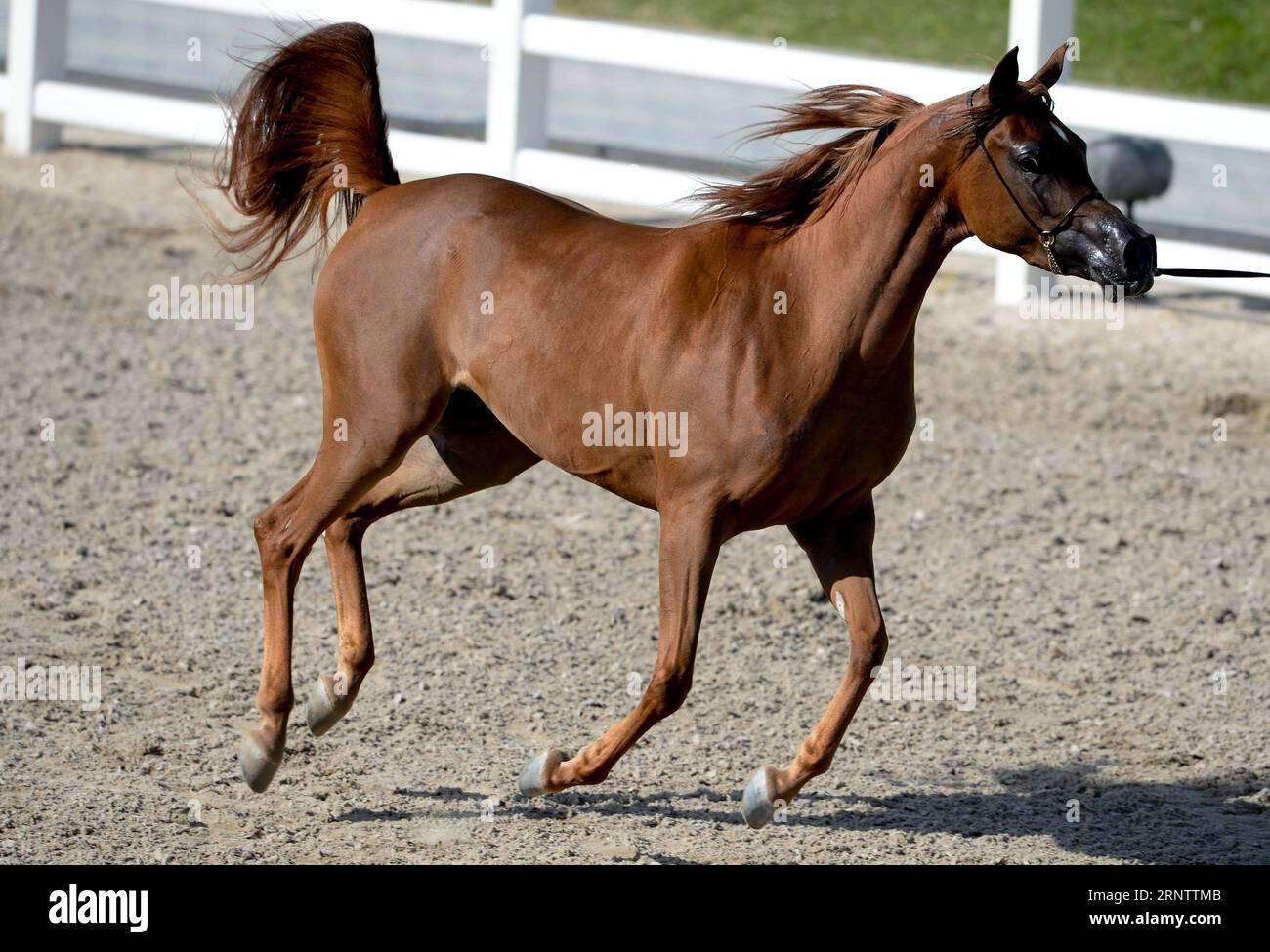Arabian bloodlines hi-res stock photography and images - Alamy