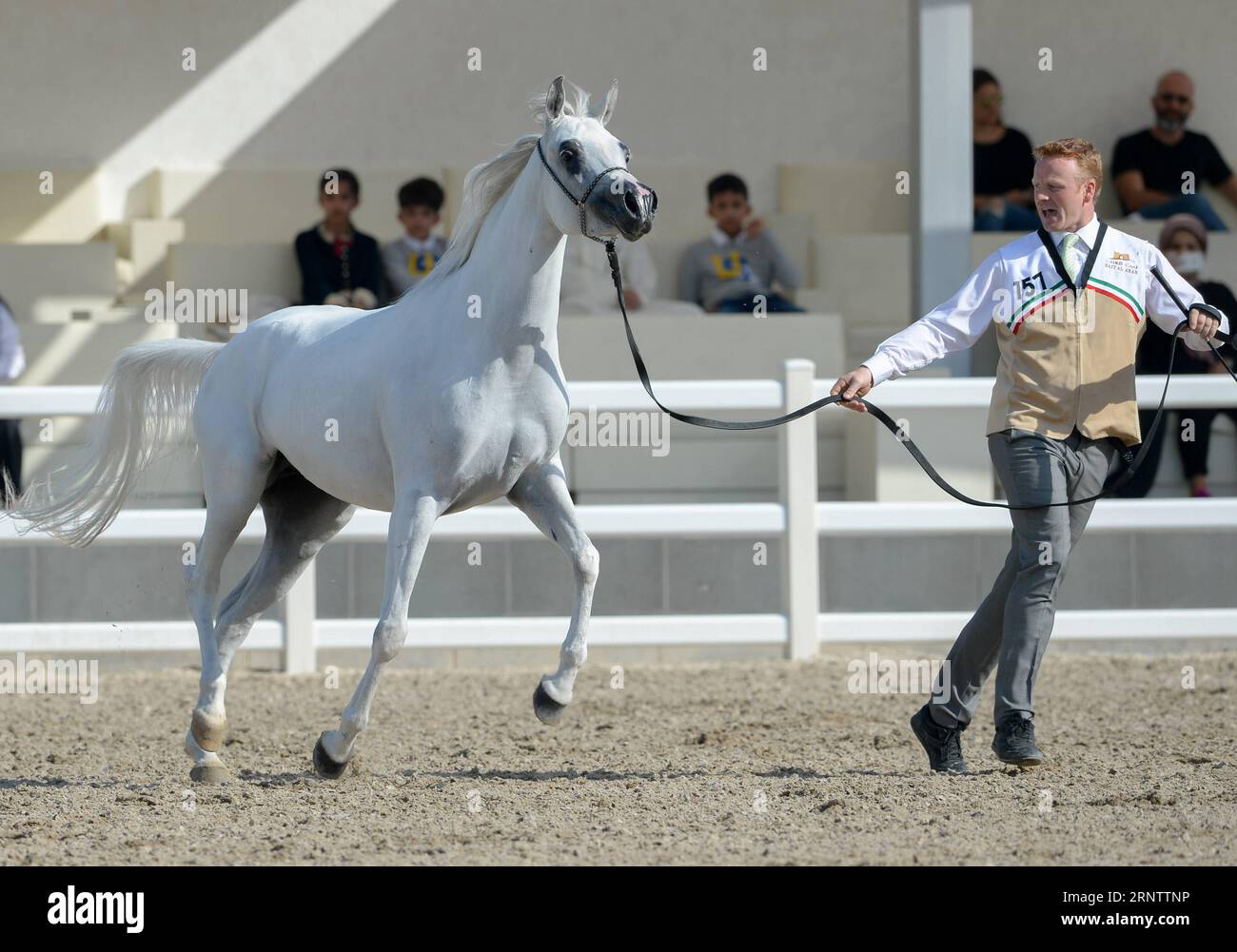 Arabian bloodlines hi-res stock photography and images - Alamy