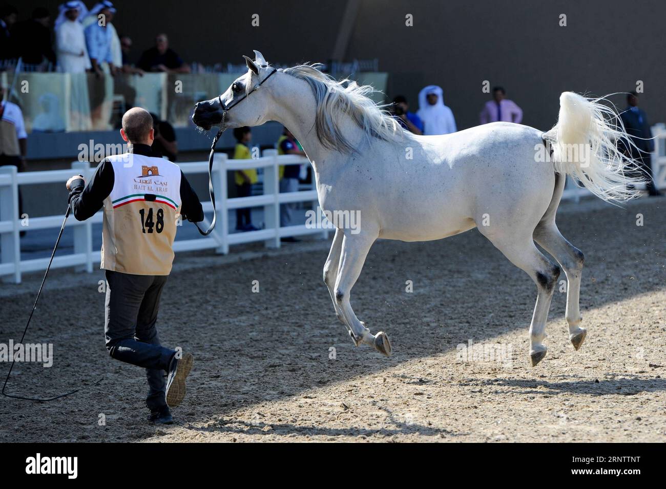 Arabian bloodlines hi-res stock photography and images - Alamy