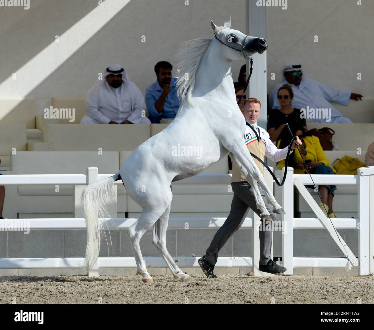 Egyptian bloodlines hi-res stock photography and images - Alamy