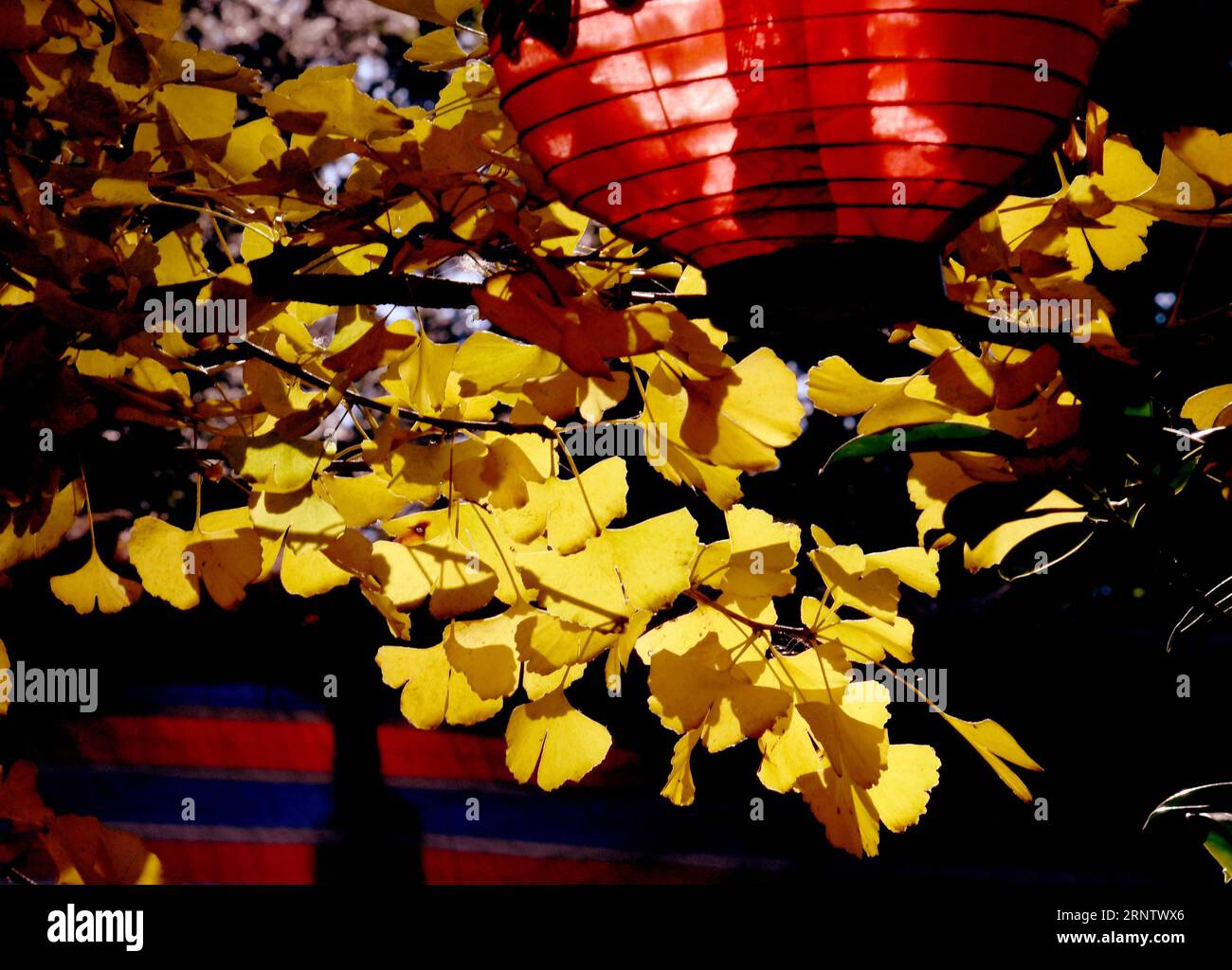 (171121) -- TENGCHONG, Nov. 21, 2017 -- Photo taken on Nov. 19, 2017 ...