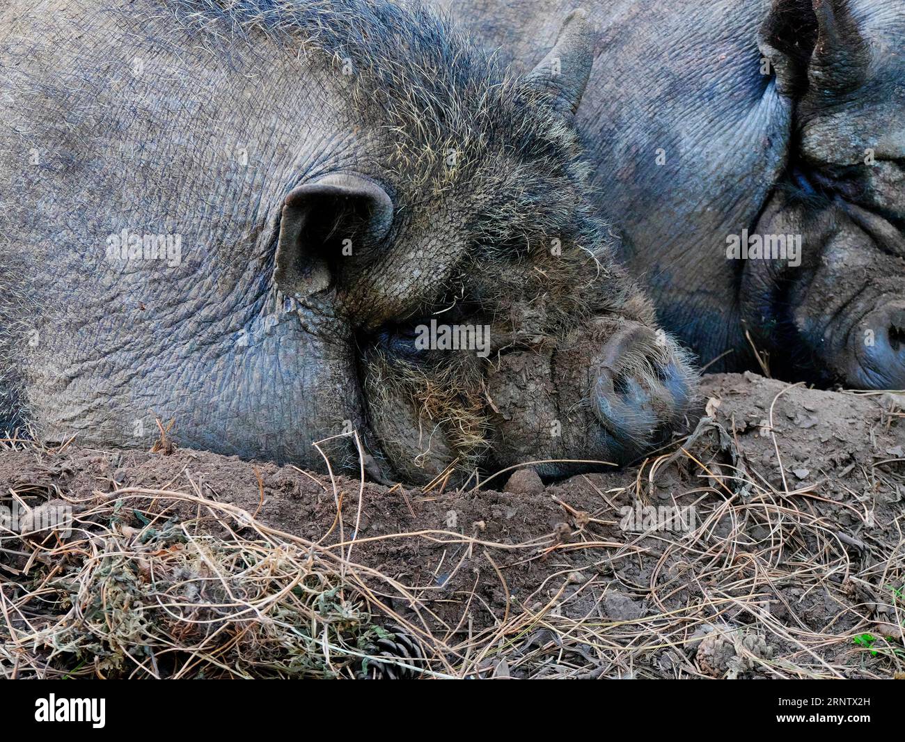 black pigs sleeping in the mud Stock Photo - Alamy