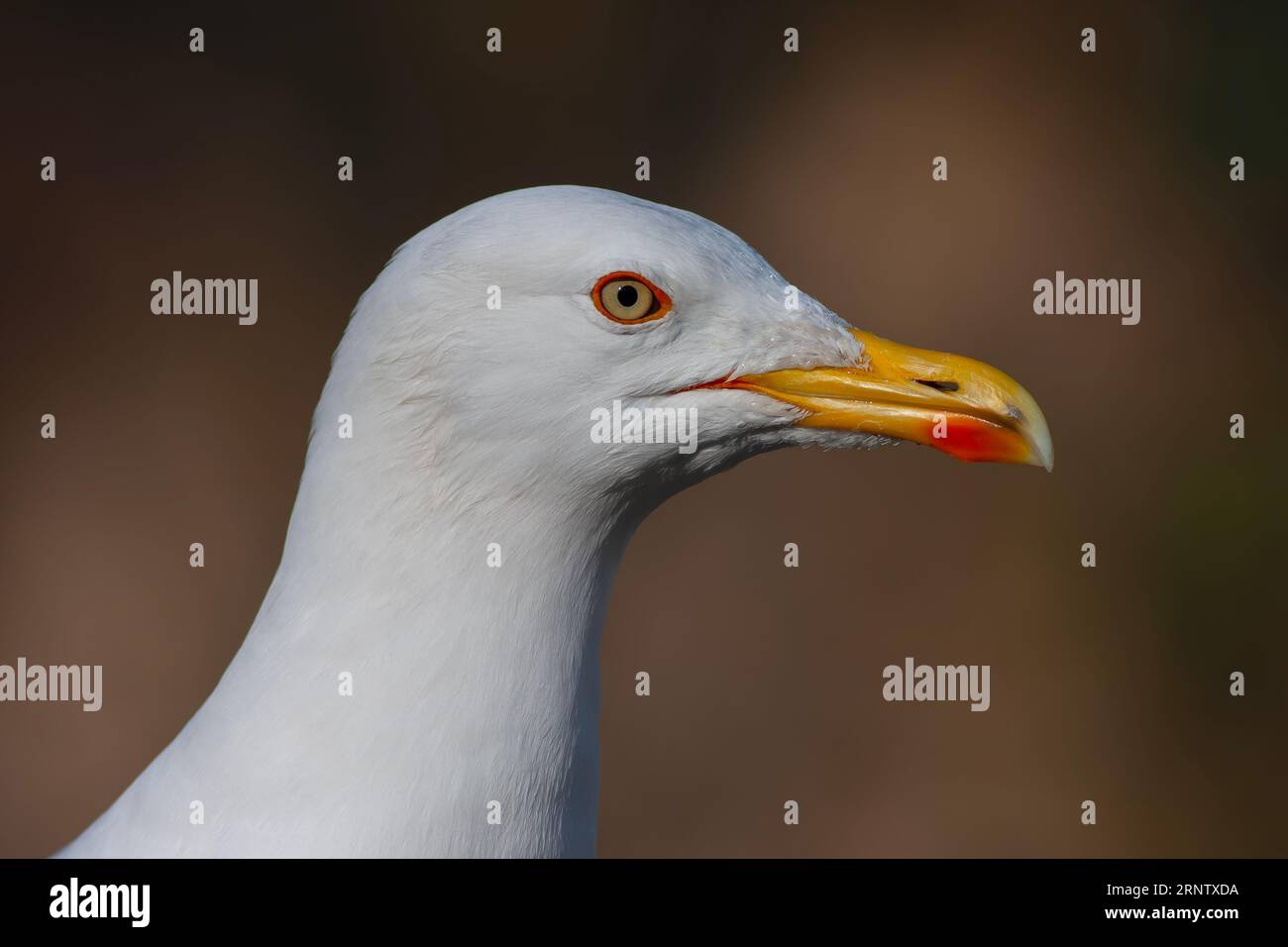 portrait of an amazing seagull with beautiful eyes Stock Photo - Alamy