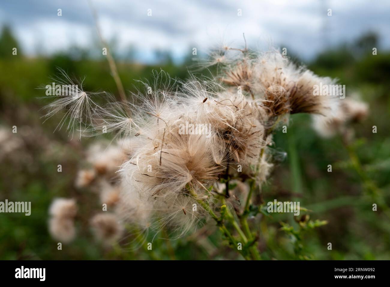 Thistle down or thistle cotton fluff Stock Photo - Alamy