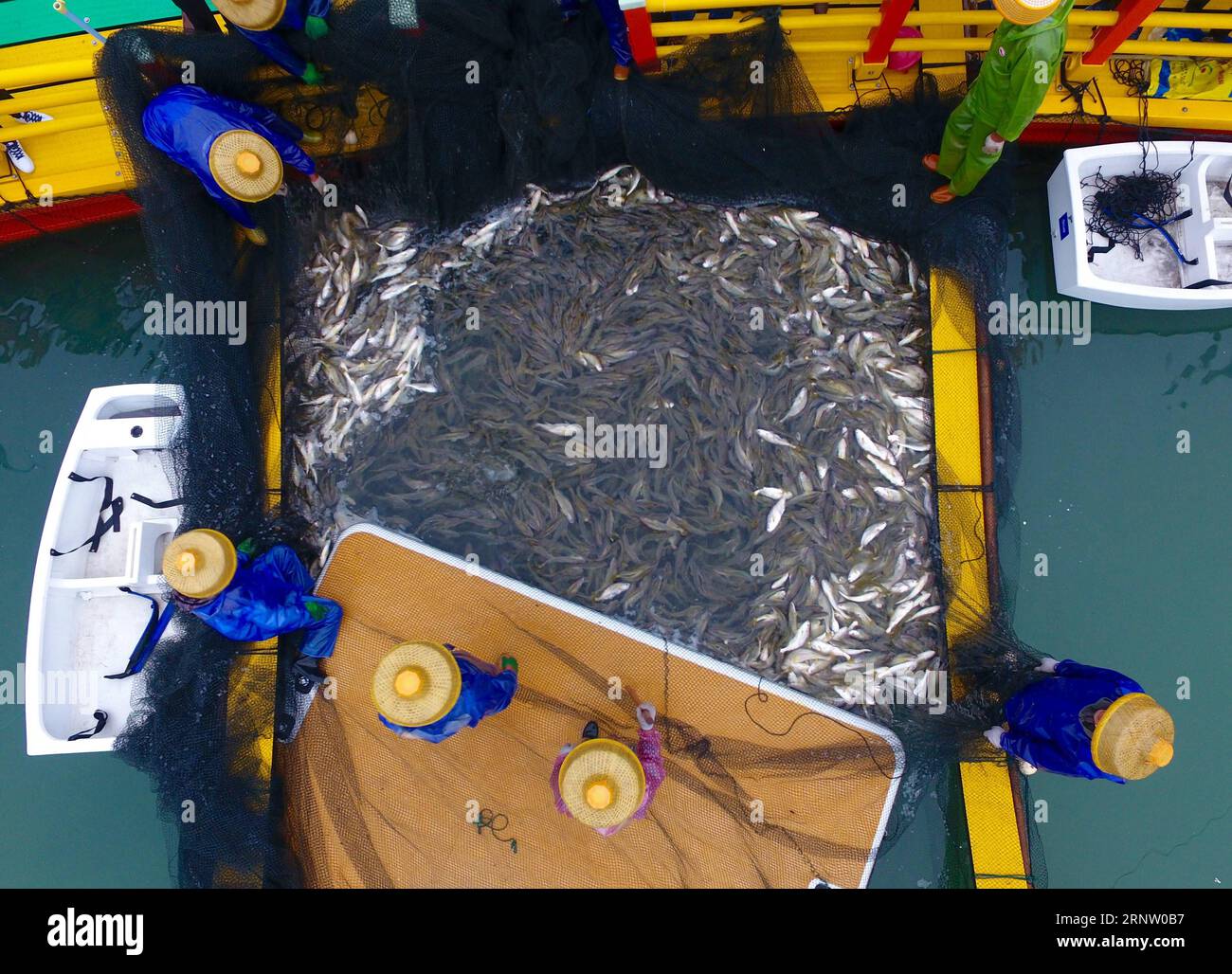 Croakers hi-res stock photography and images - Alamy