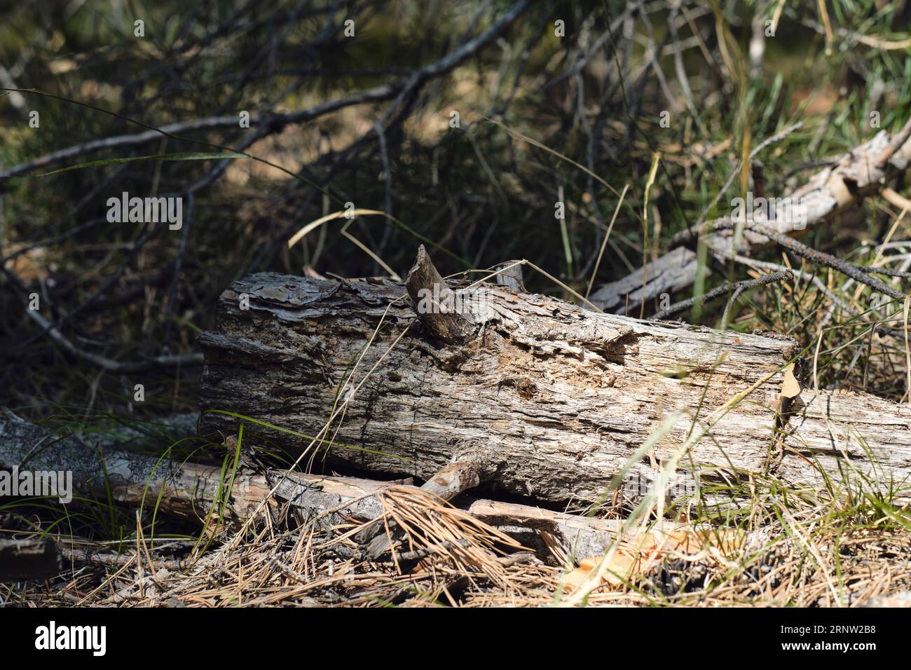 Split pine tree trunk hi-res stock photography and images - Alamy